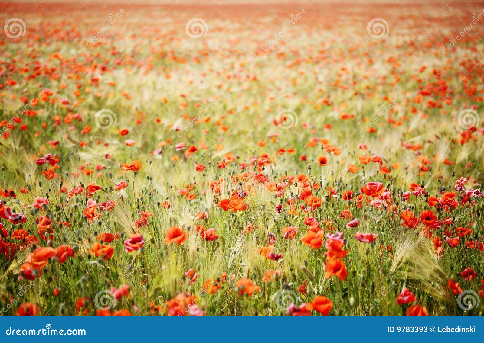 Field of poppies, and rye stock image. Image of focus - 9783393