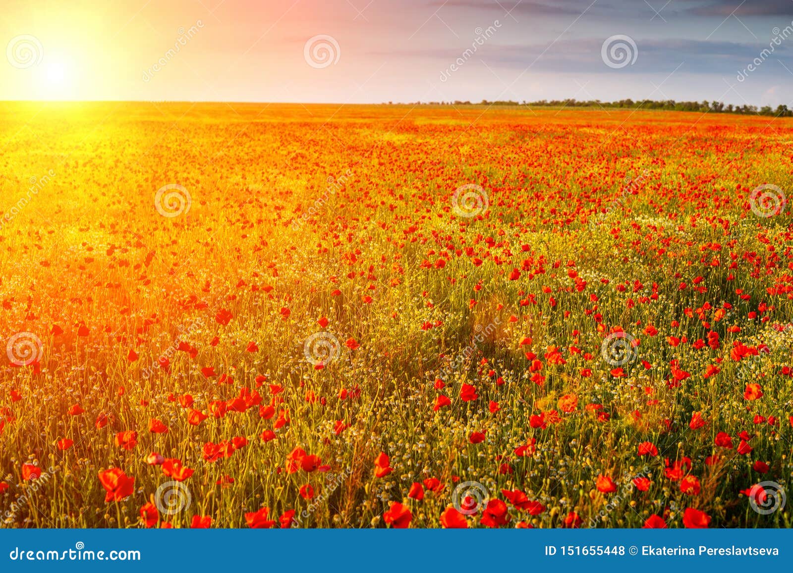 Field of Poppies in the Sun at Sunset Stock Photo - Image of bright ...