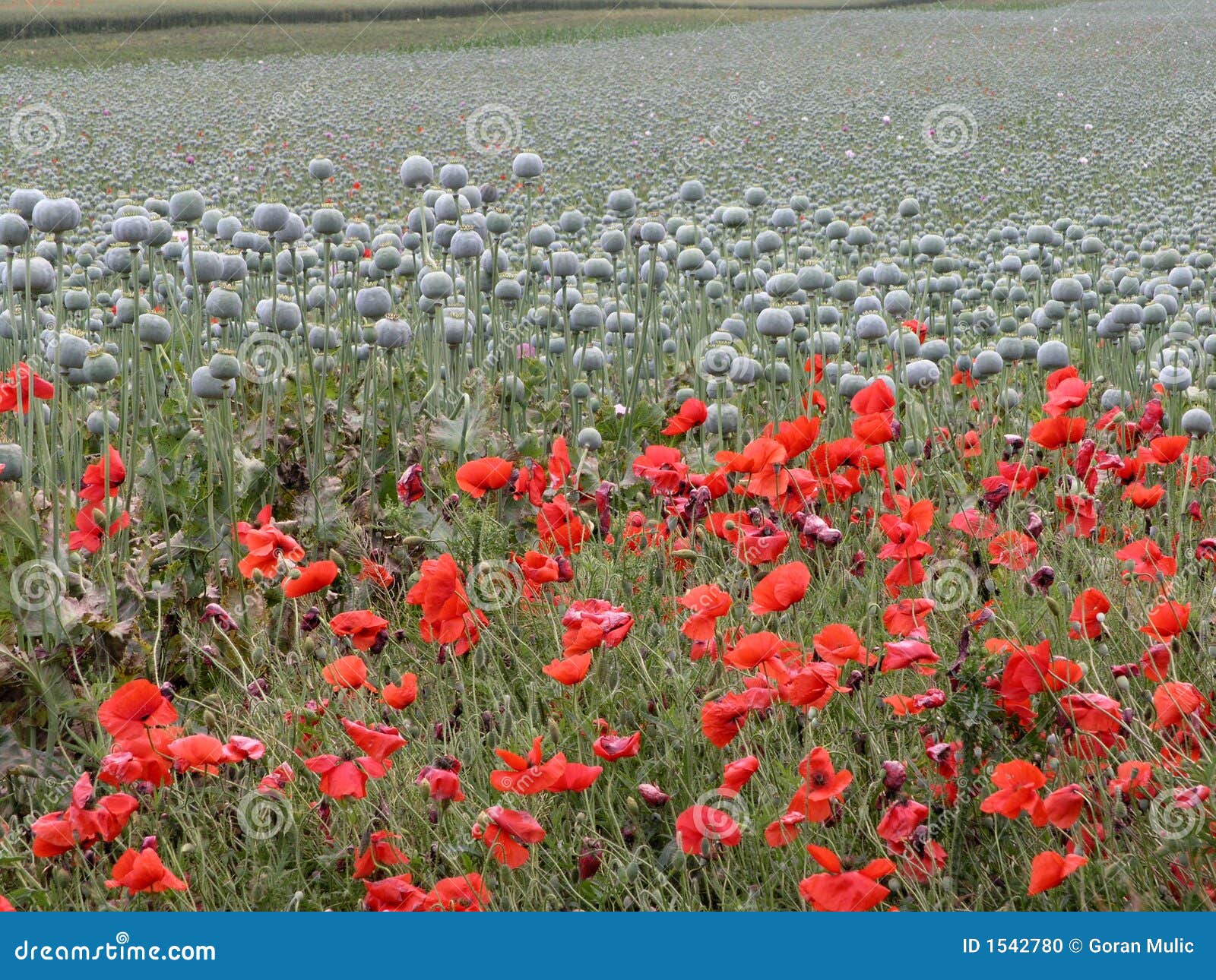 Field of poppy stock photo. Image of natural, poppy, season - 1542780