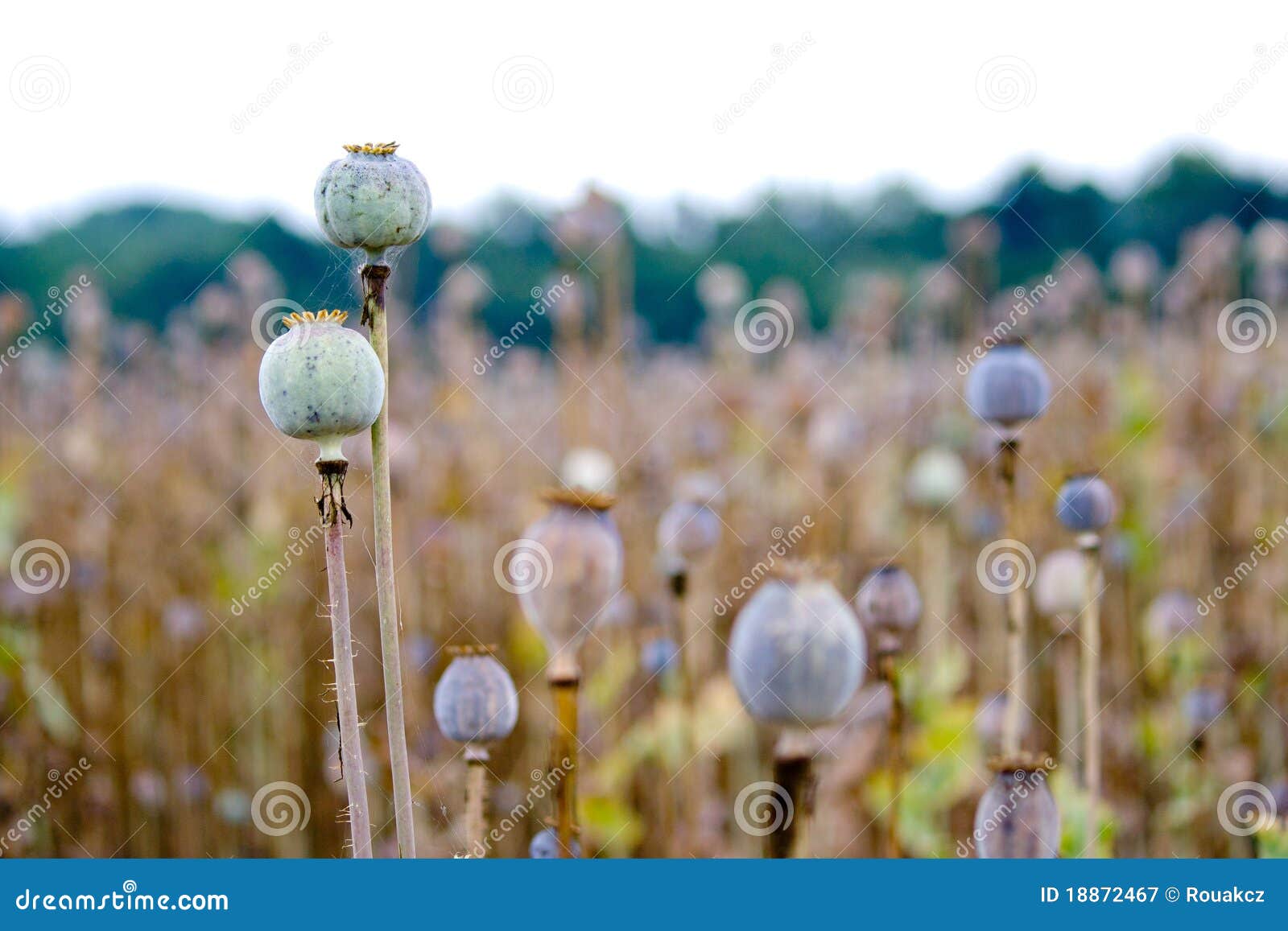 Field of poppy stock image. Image of poppyhead, plant - 18872467