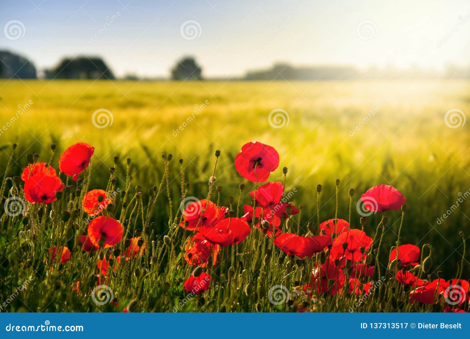 Field with Poppy in the Back Light Stock Image - Image of flora, bright ...