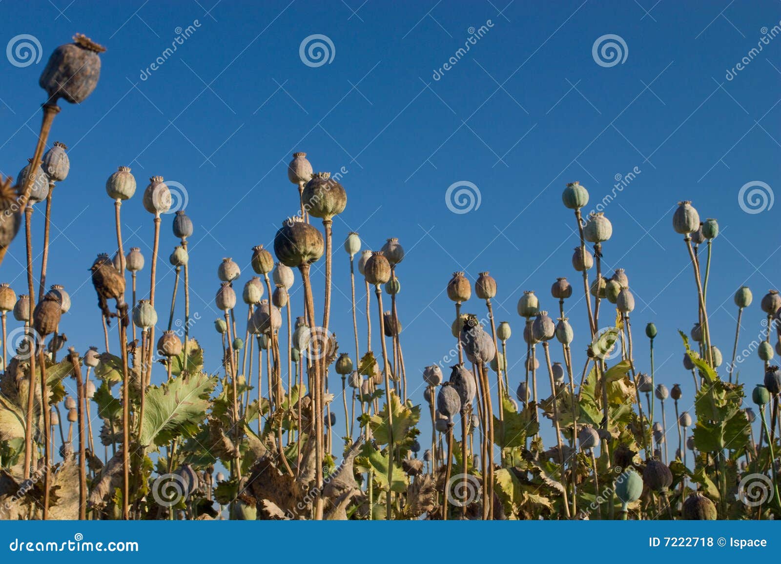 Field of poppy heads stock photo. Image of poppies, plants - 7222718