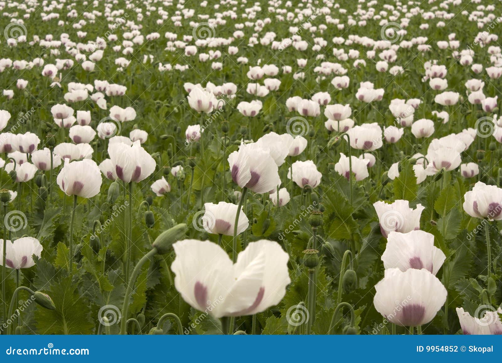 Field of poppy plants stock photo. Image of blossom, crop - 9954852