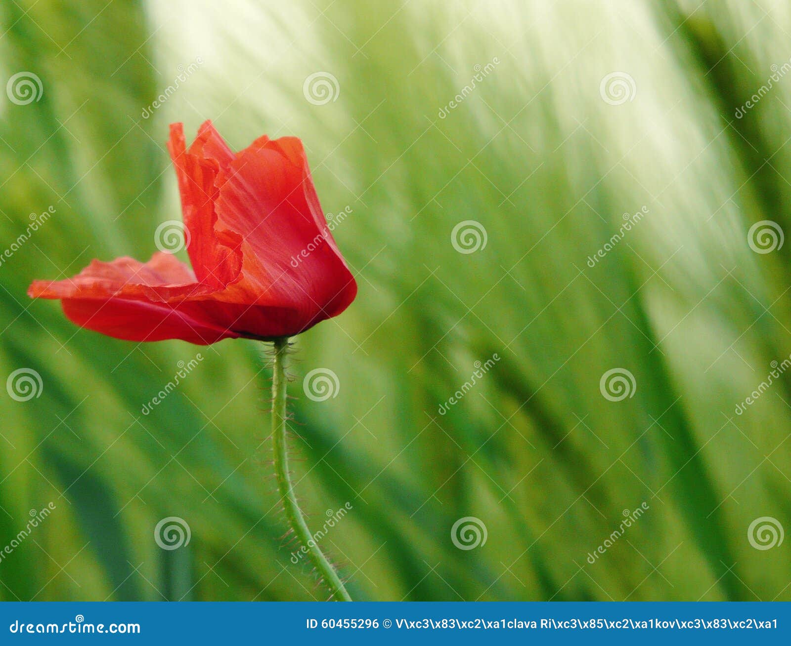 Field poppy in wind stock photo. Image of garden, colored - 60455296