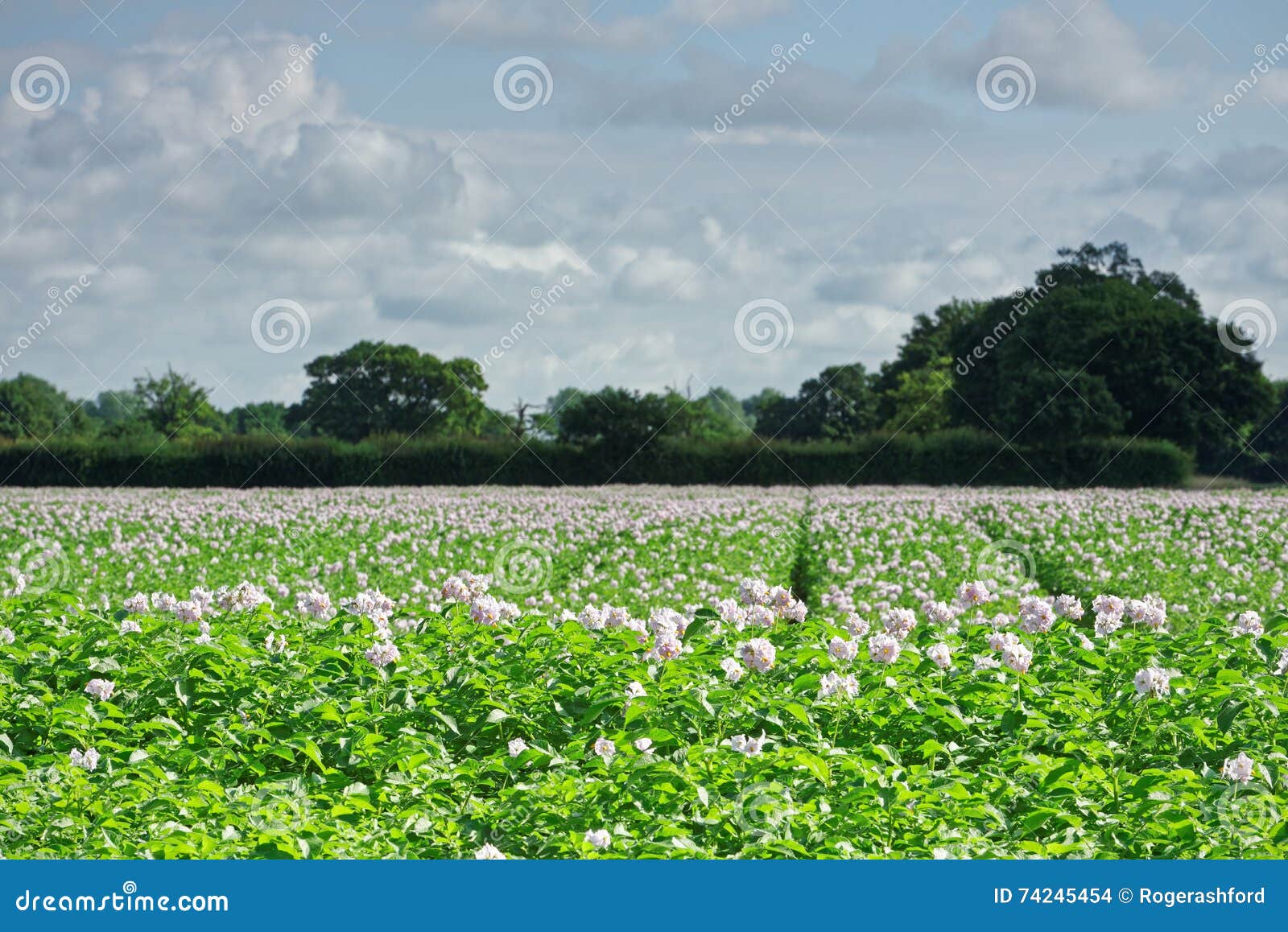 Field of Potatoes in Flower Stock Photo - Image of plant, ground: 74245454
