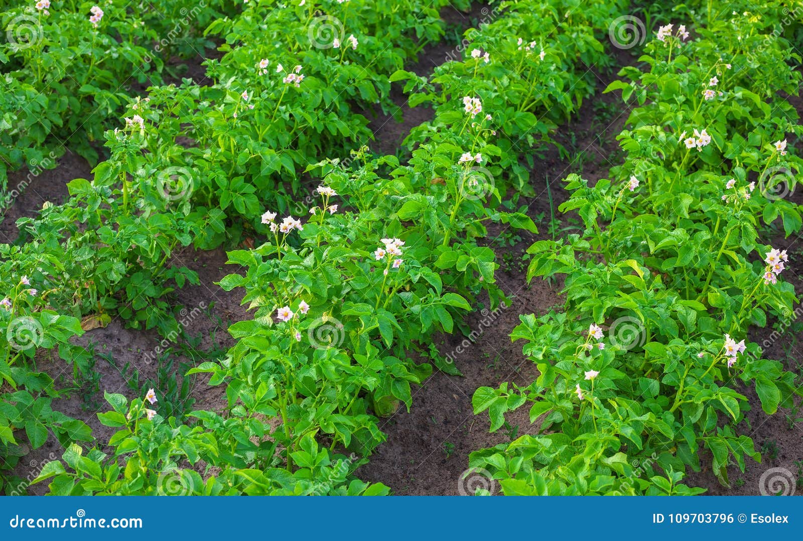 Field of potatoes stock photo. Image of germinating - 109703796