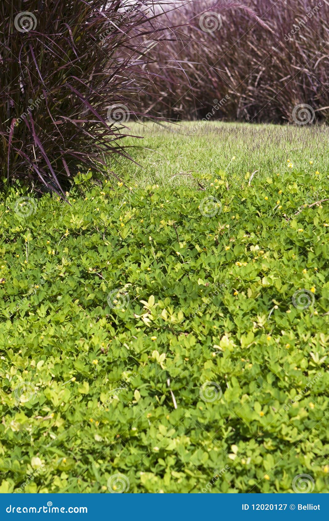 Field/prairie stock image. Image of friendly, life, growth - 12020127