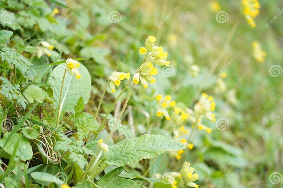 A Field of Protected Cowslips in Spring in Switzerland Stock Image ...