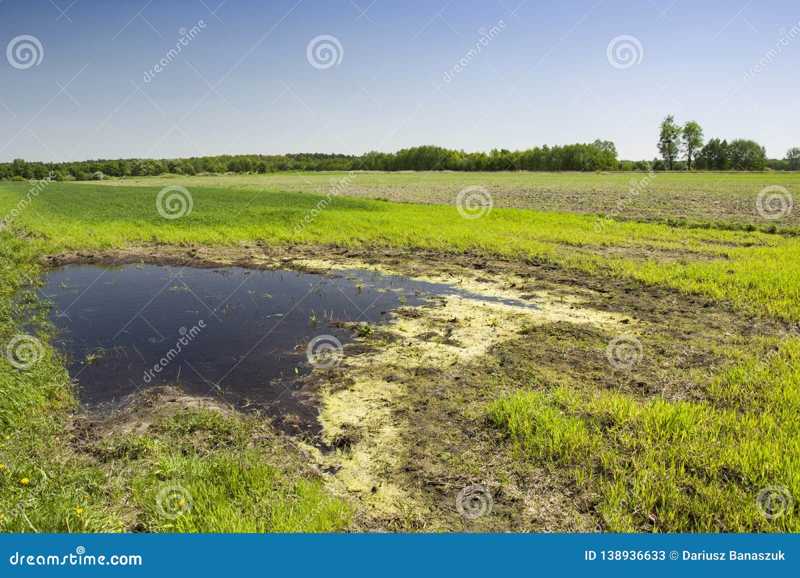 Field Puddle, Forest and Blue Sky Stock Image - Image of rural, country ...