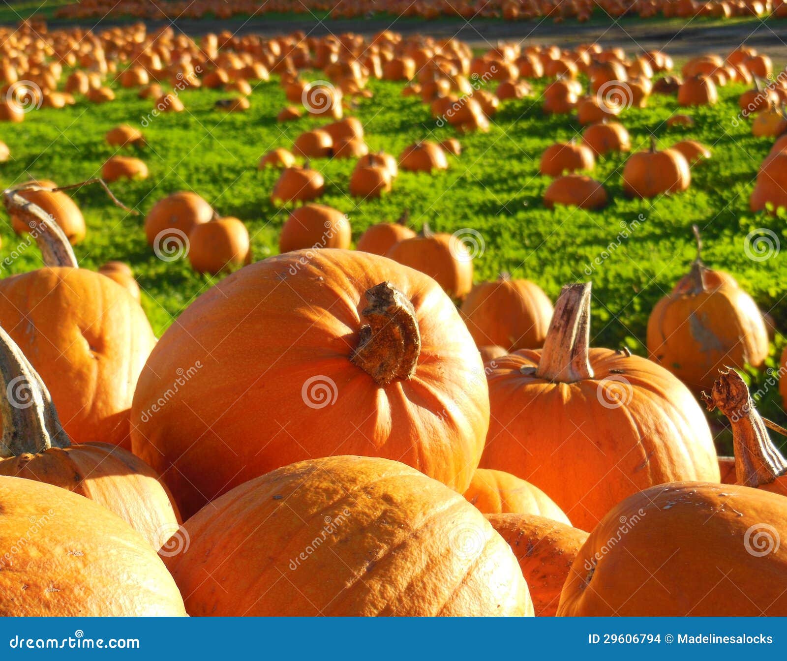 Field of pumpkins stock photo. Image of fall, scene, autumn - 29606794