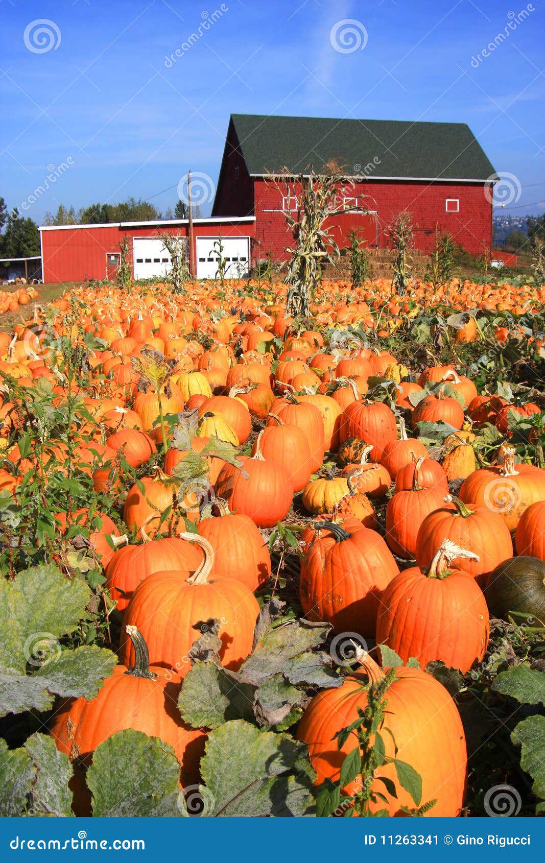 A Field of Pumpkins in Portland Oregon. Stock Image - Image of fall ...