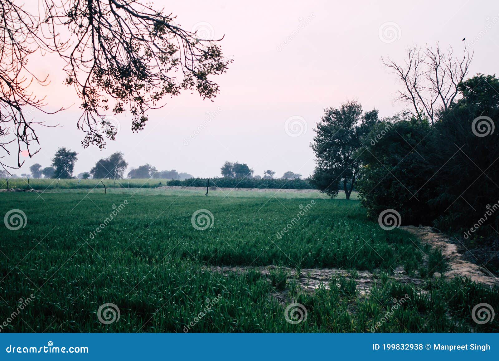Field in punjab stock photo. Image of punjab, agriculture - 199832938