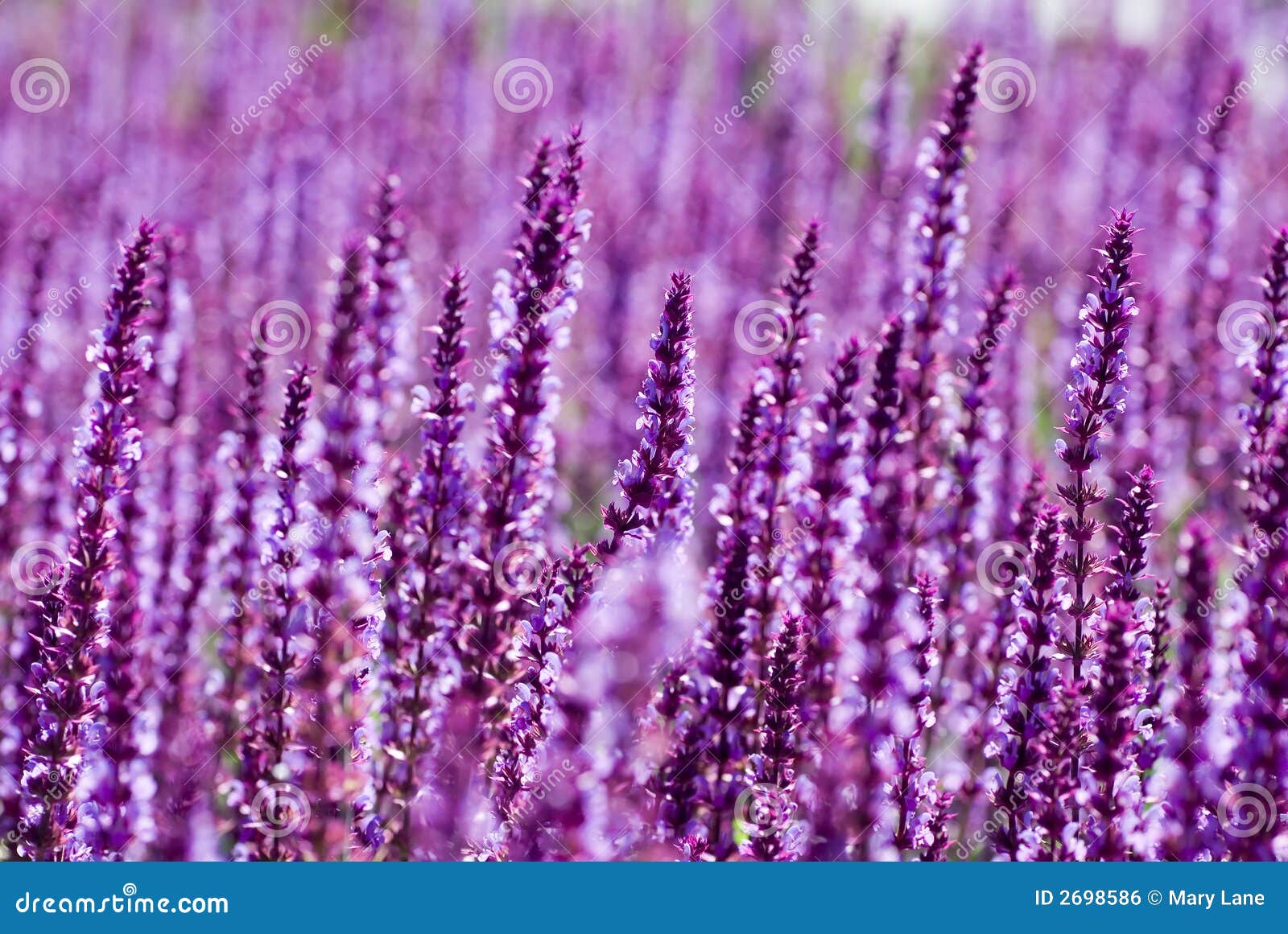 Field of Purple stock photo. Image of botanical, floral - 2698586
