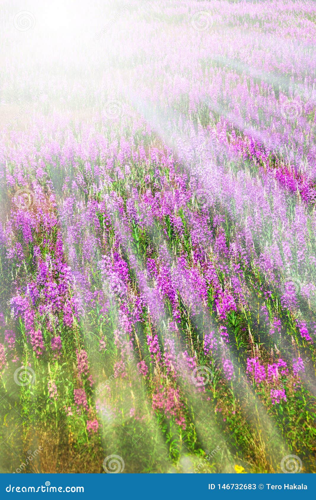 Field of Purple Fireweed and Sun Rays Stock Image - Image of summer ...