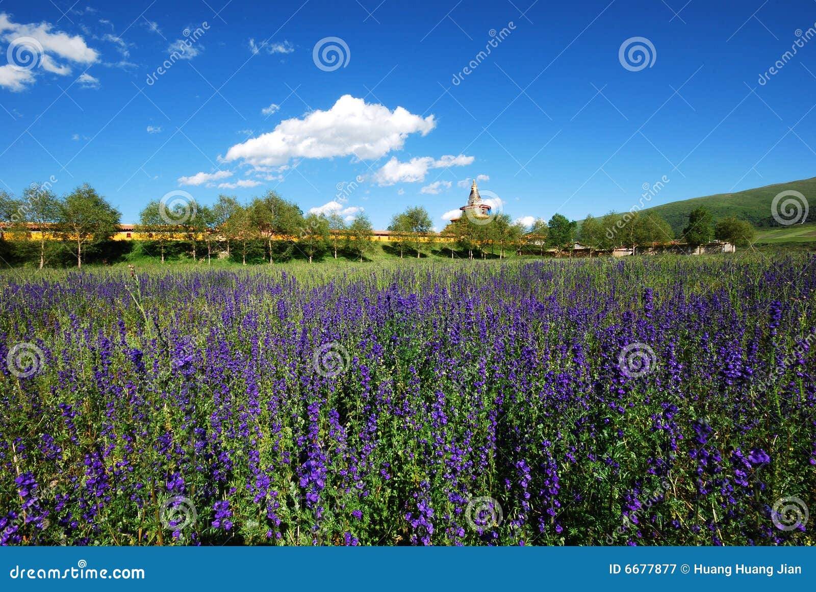 Field of purple flowers stock image. Image of grassy, bright - 6677877