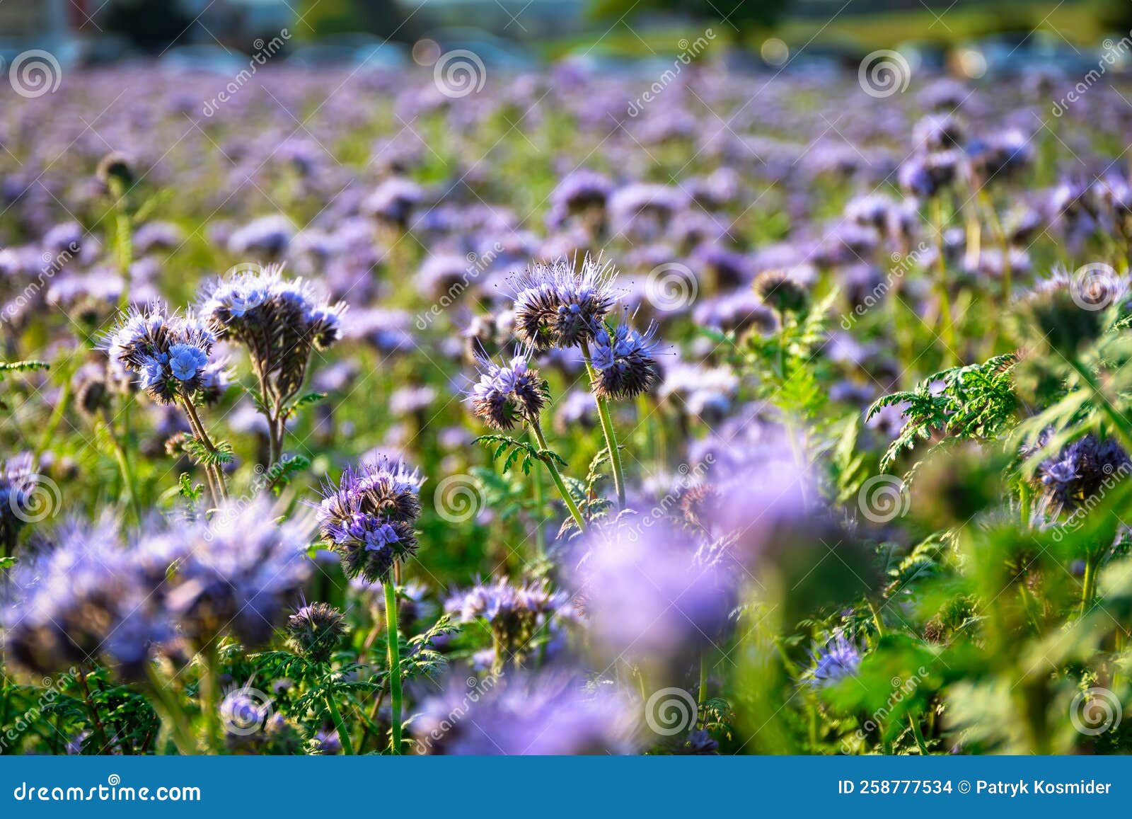 A Field of the Purple Flowers, Poland Stock Photo - Image of harvest ...
