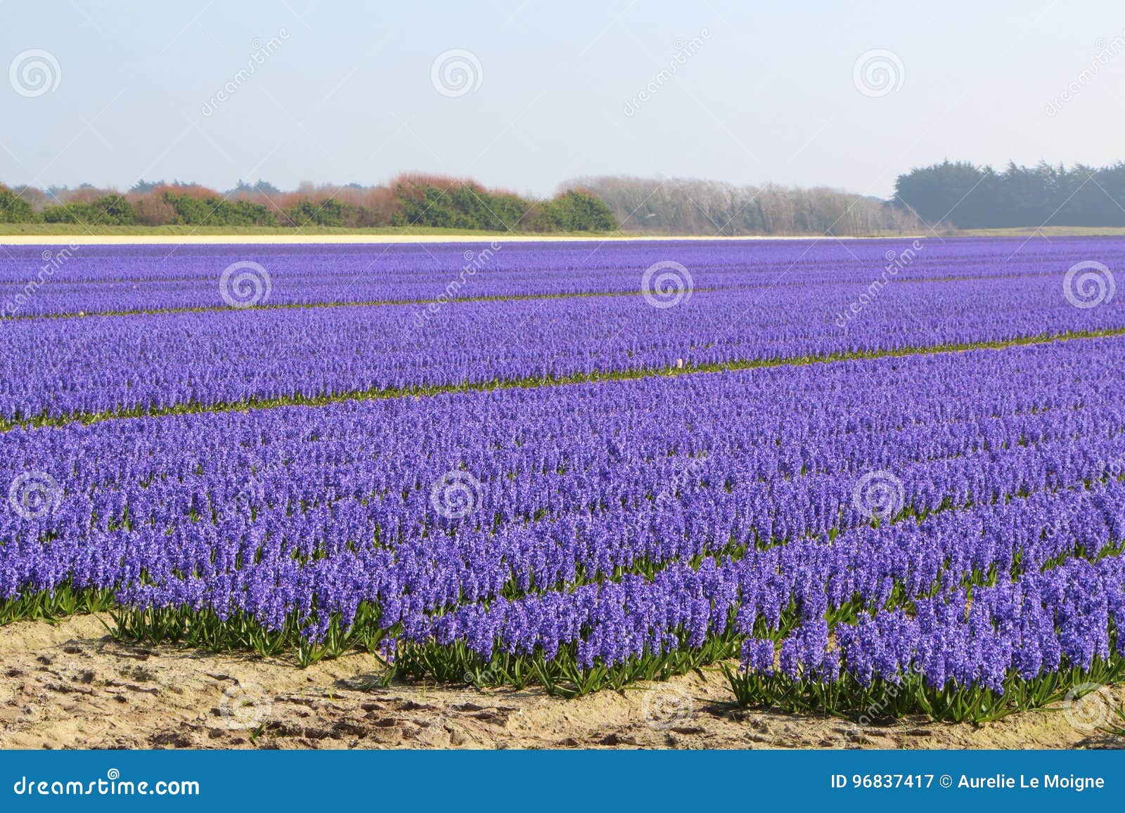 Field of purple hyacinth stock image. Image of hyacinthus - 96837417
