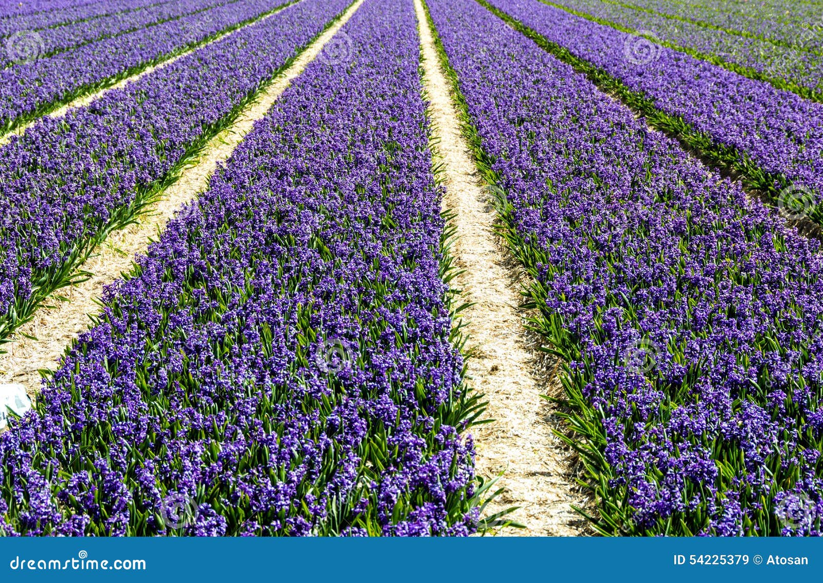 Field of Purple Hyacinth stock image. Image of april - 54225379