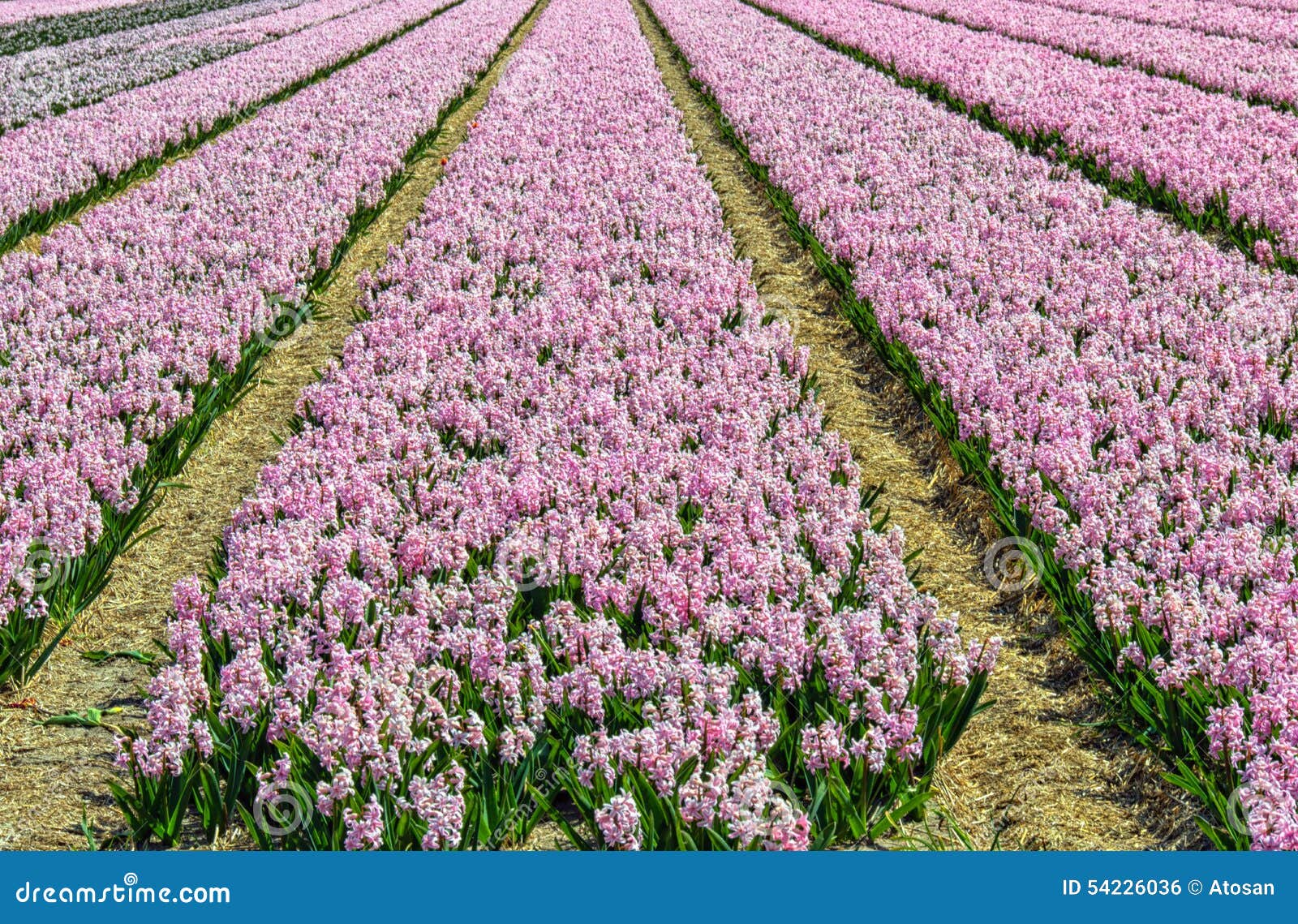 Field of Purple Hyacinth stock photo. Image of tulips - 54226036