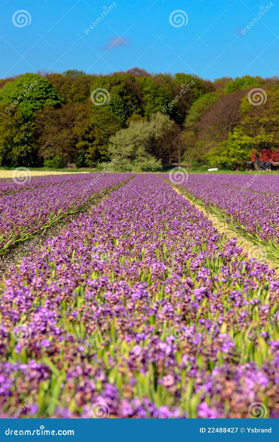 Field of Purple Hyacinths in Spring Stock Image - Image of blossom ...