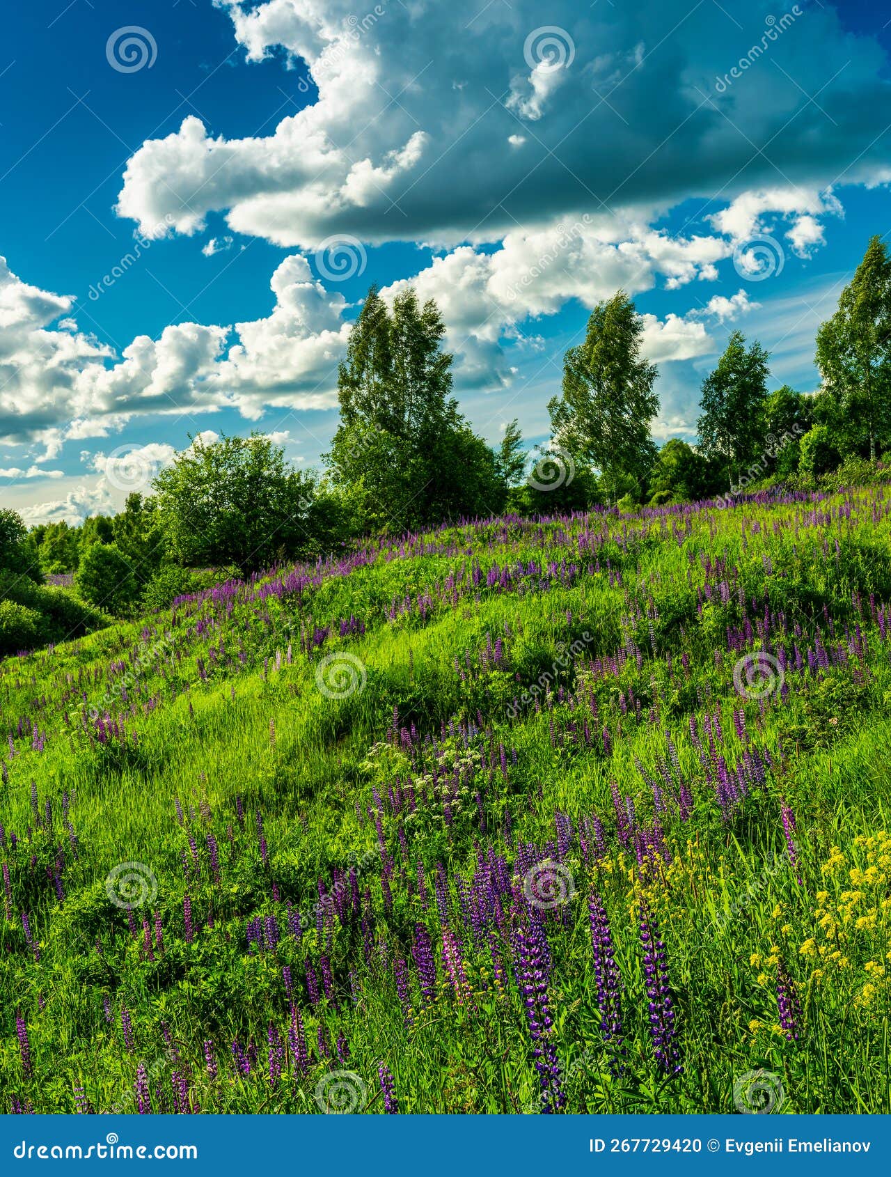 Field with Purple Lupins and Dramatic Clouds in the Sky on a Sunny Day ...