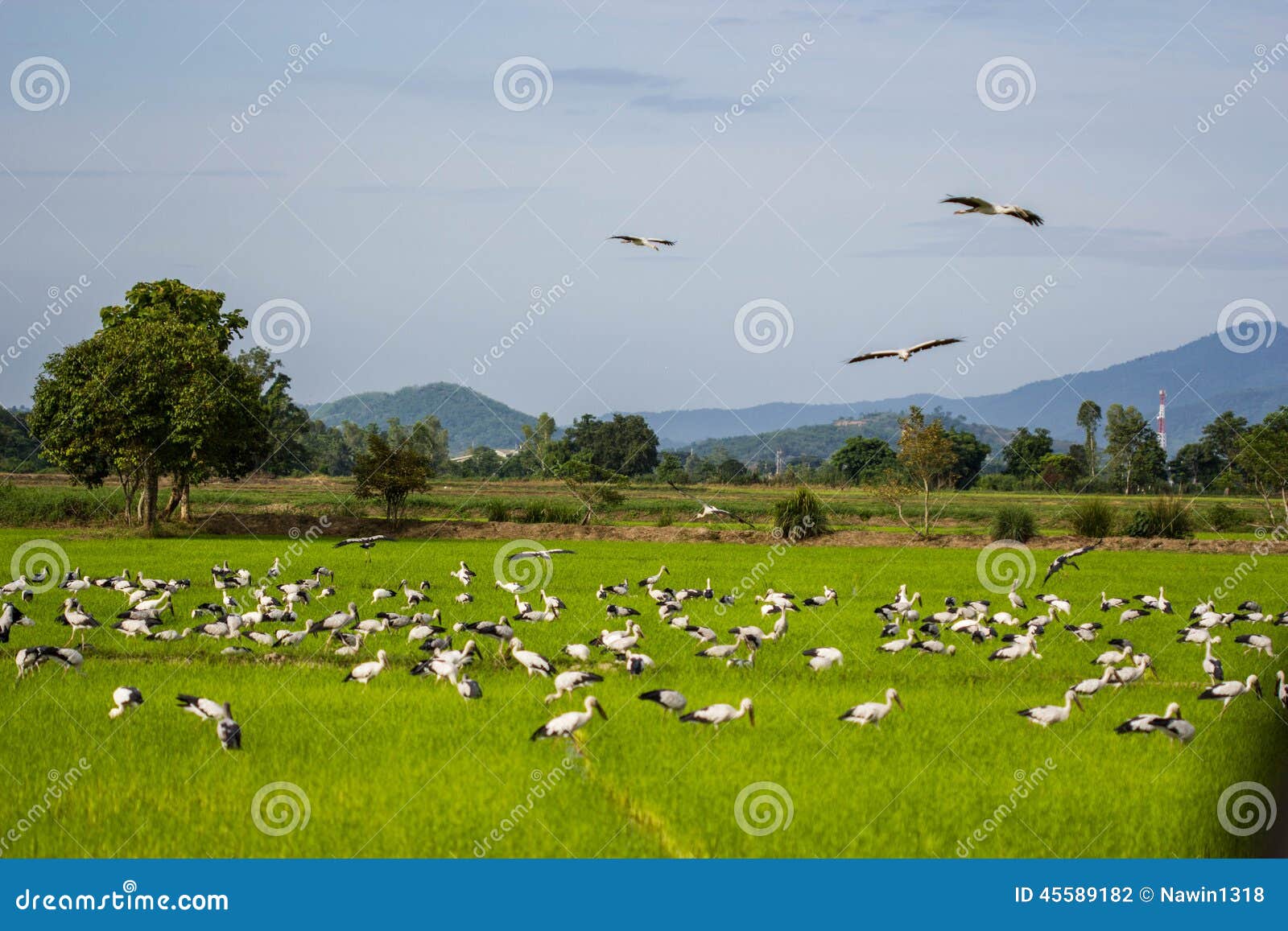 Field of R Ce and Flock of Birds Stock Photo - Image of green, gold ...