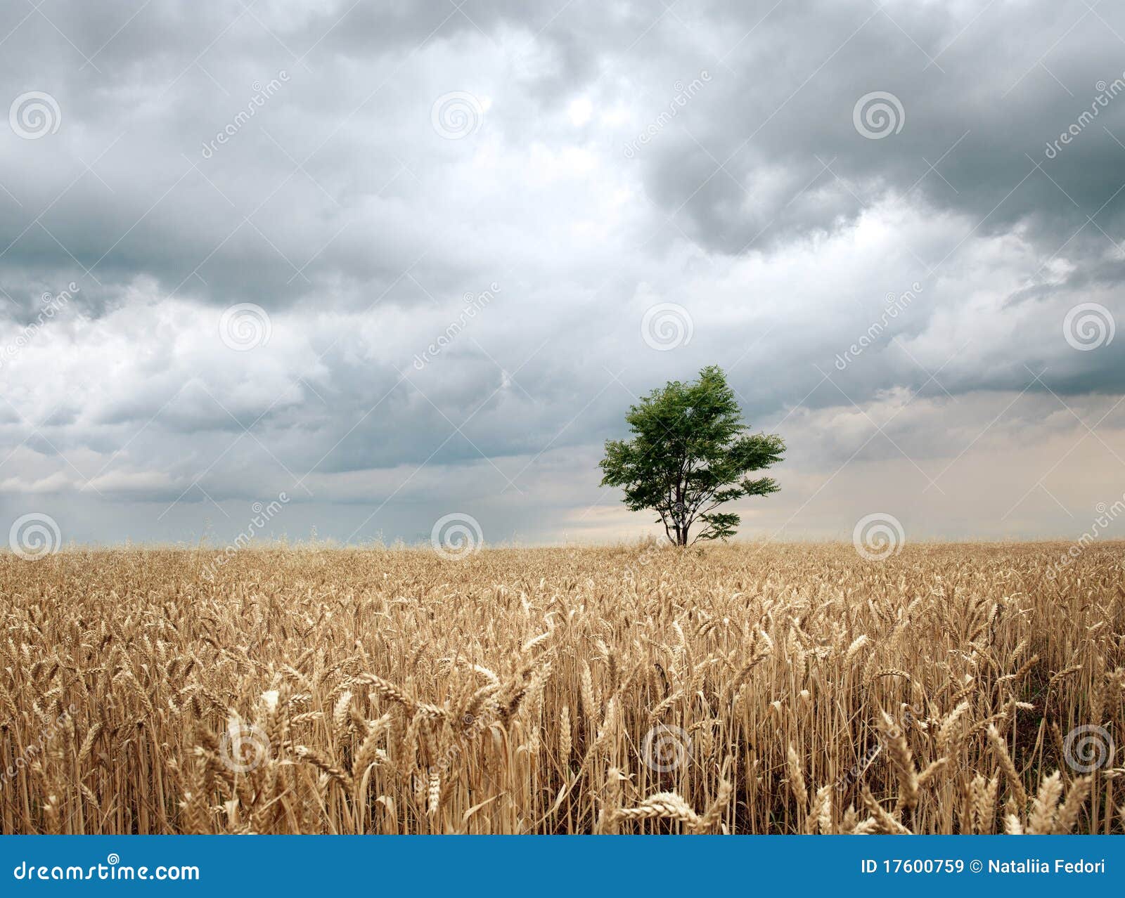 8,093 Wind Rain Field Stock Photos - Free & Royalty-Free Stock Photos ...