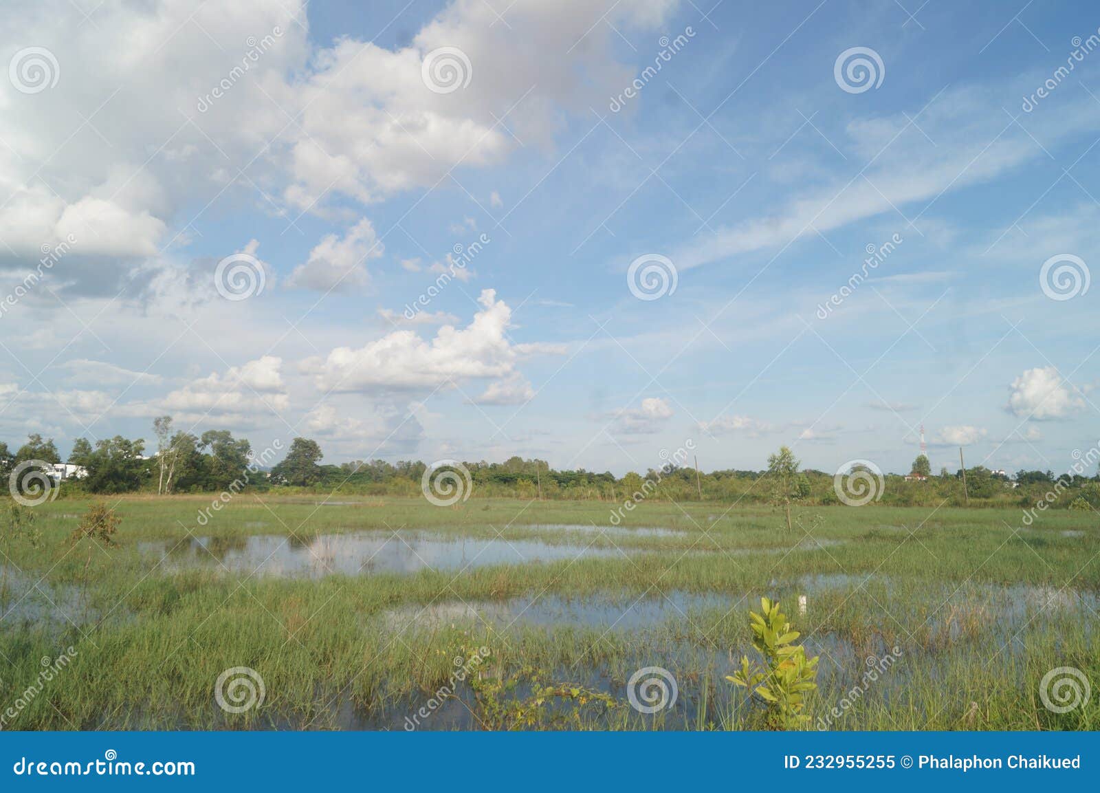 A field after the rain stock image. Image of grass, pasture - 232955255