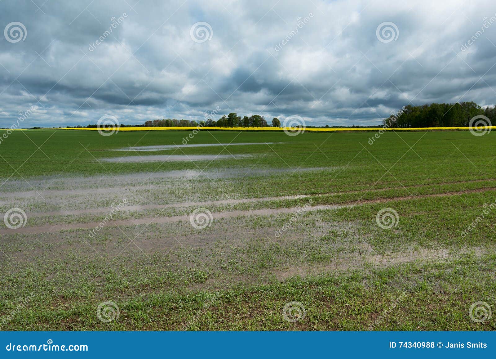 Field after rain ... stock photo. Image of nature, grow - 74340988