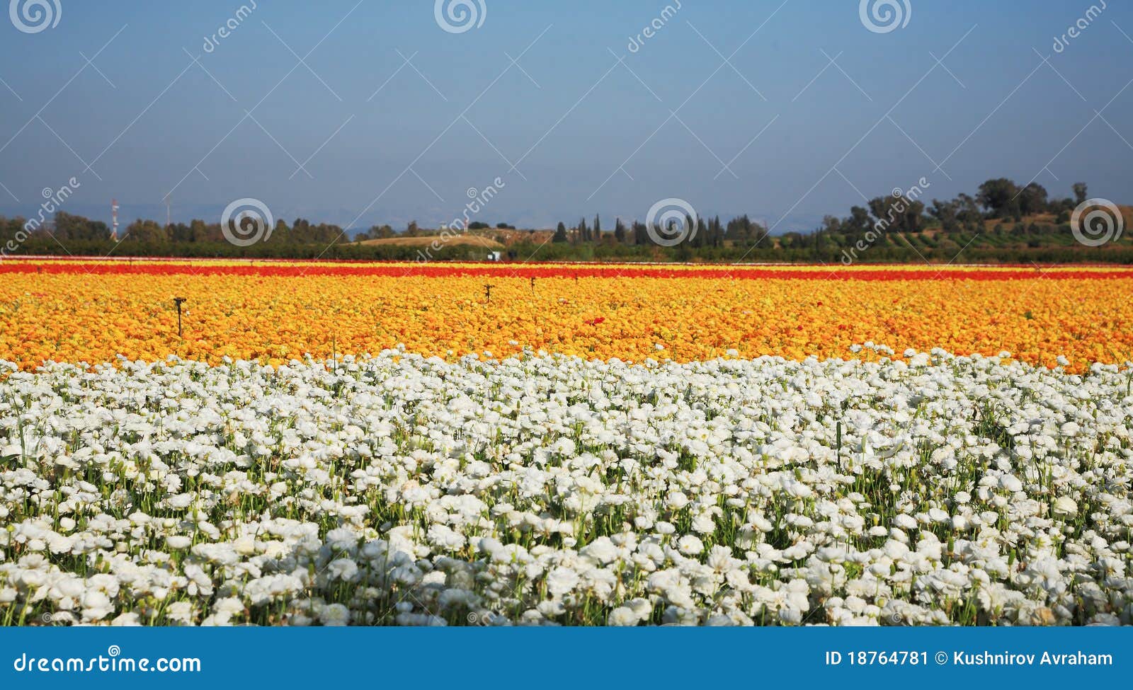 Field of ranunculus stock image. Image of summer, flowers - 18764781