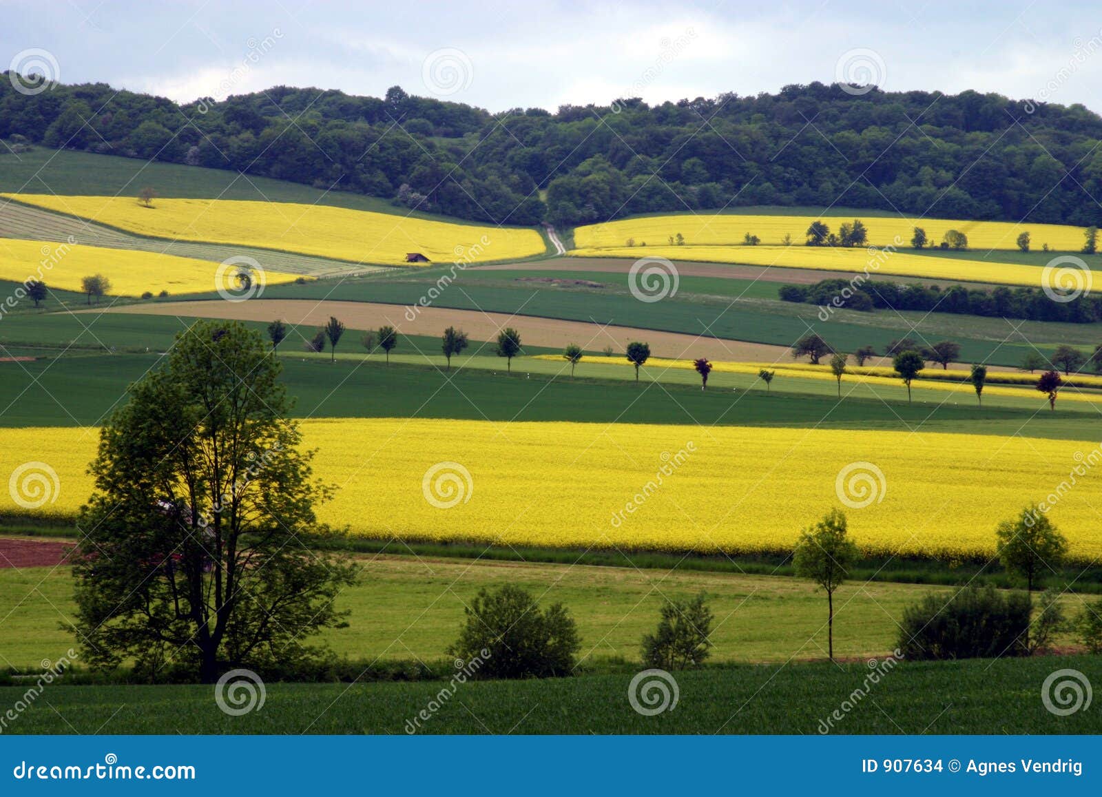 Field of colza stock photo. Image of green, yellow, colza - 907634