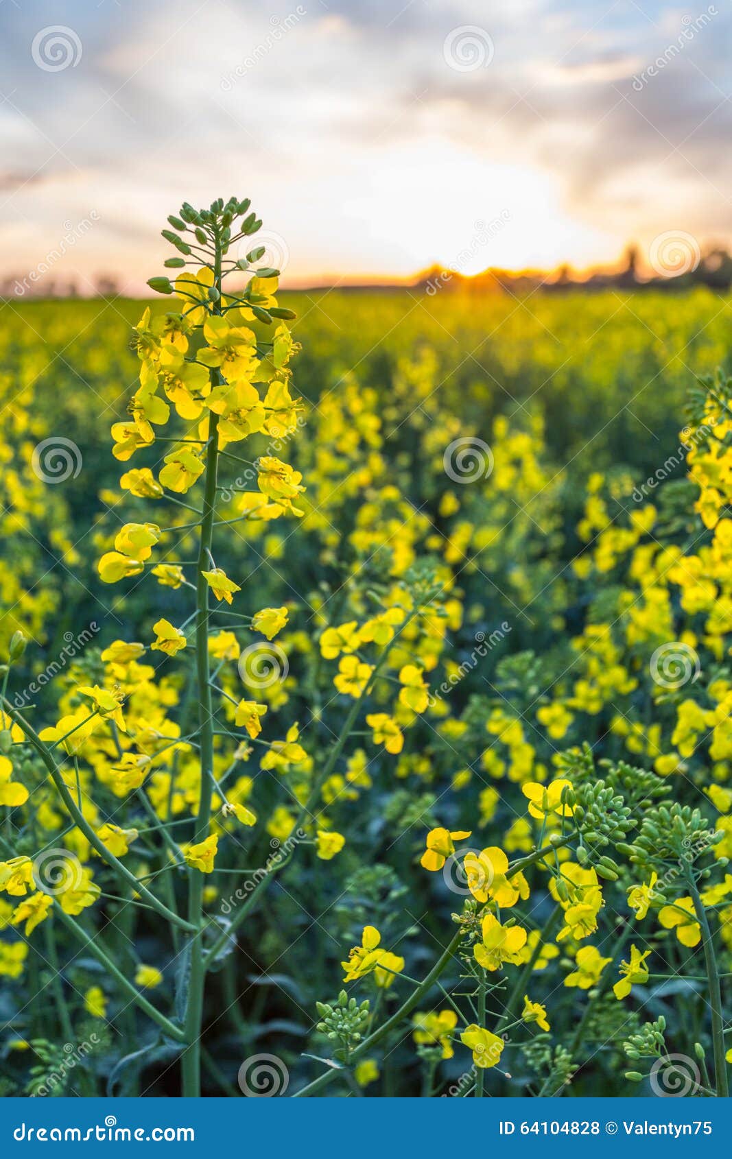 Field of Seed Plants and Blue Sky. Stock Photo - Image of veggie ...