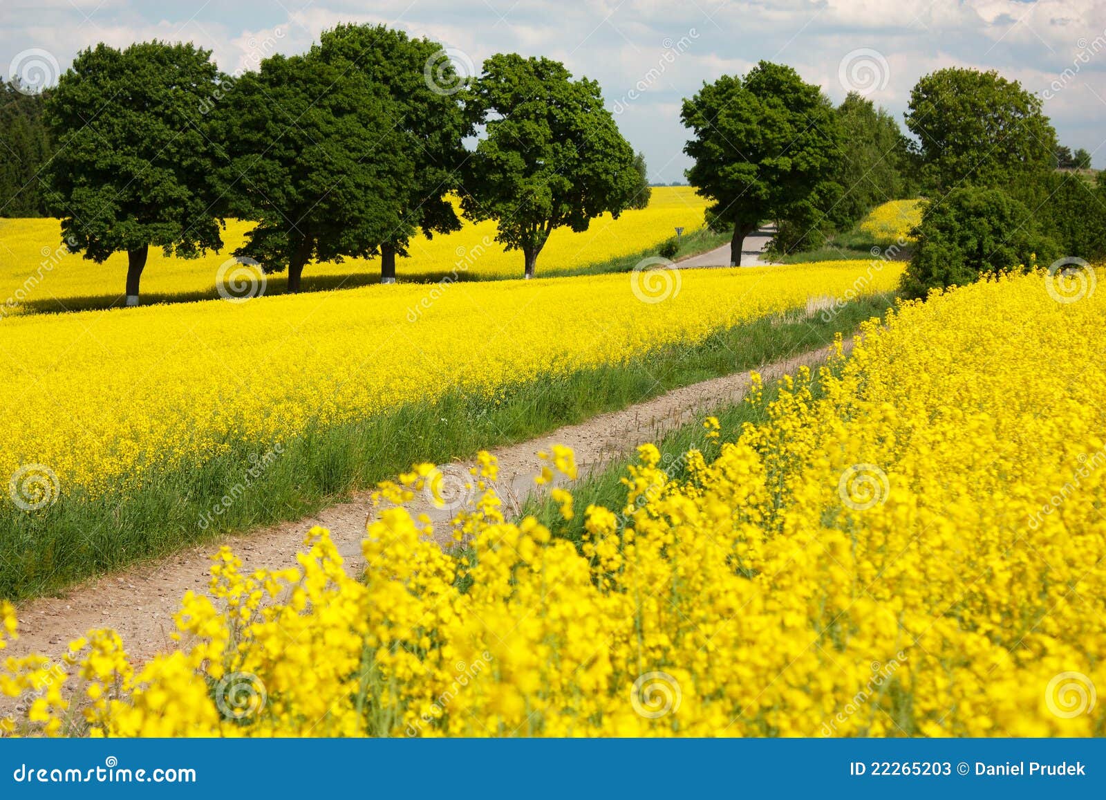 Field of rapeseed stock image. Image of growth, farming - 22265203