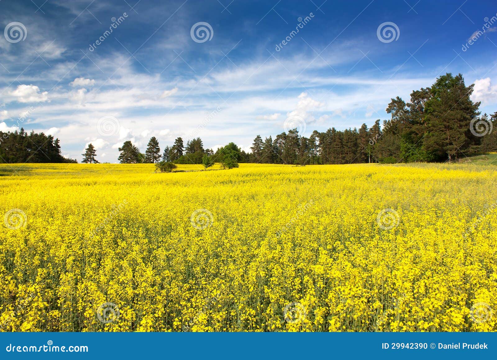 Field of rapeseed stock photo. Image of napus, farming - 29942390