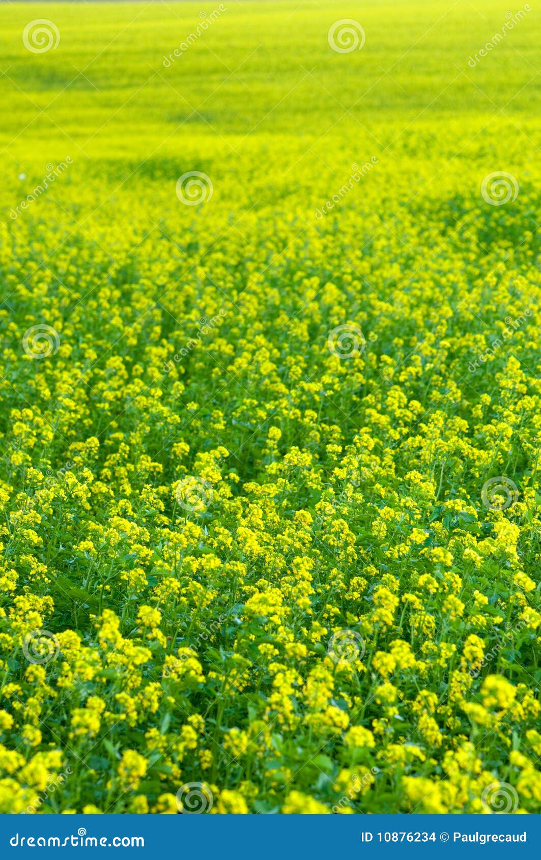 A field of rapeseed plants stock photo. Image of field - 10876234