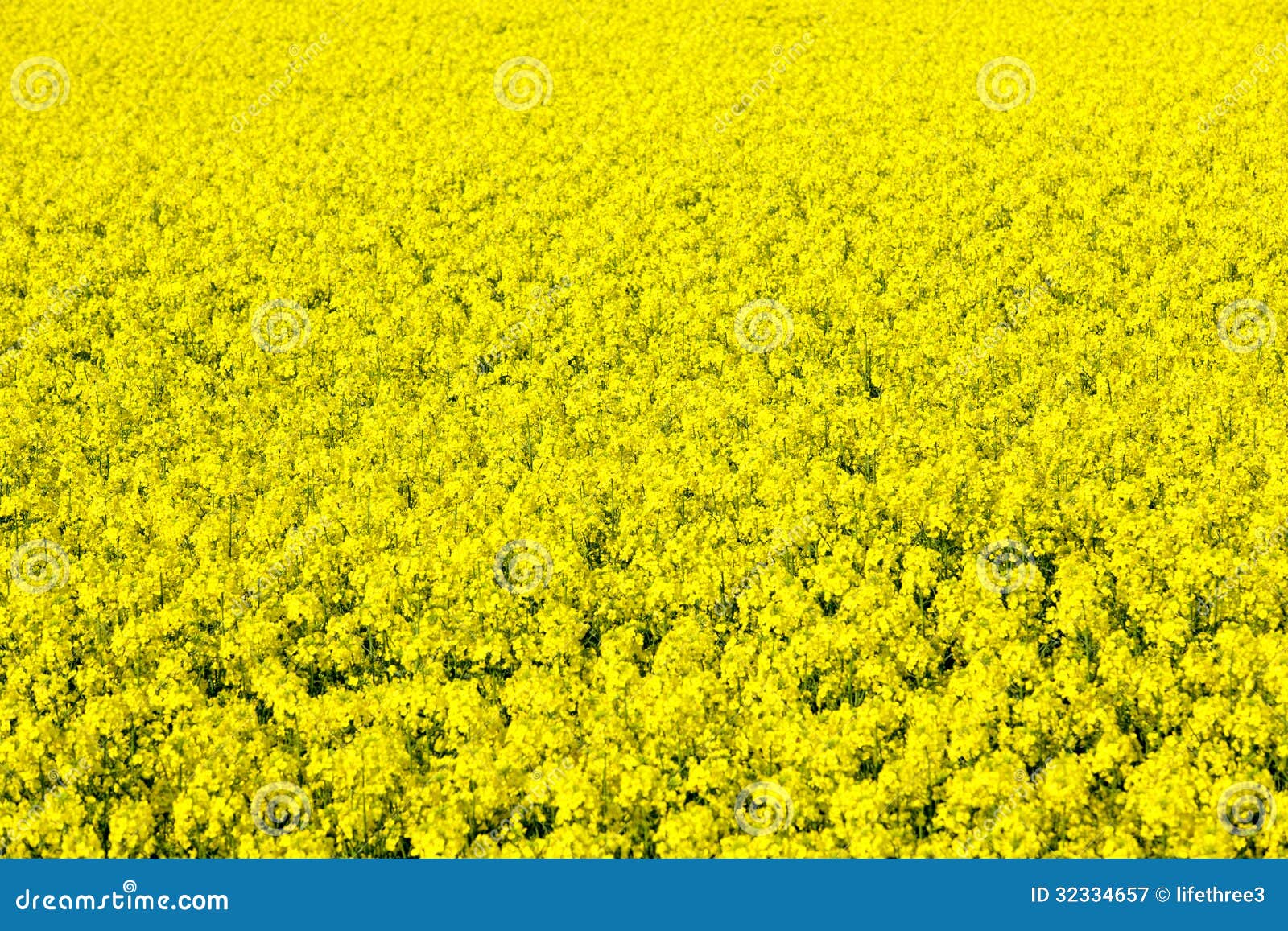 Field of rapeseed stock image. Image of blossom, grow - 32334657