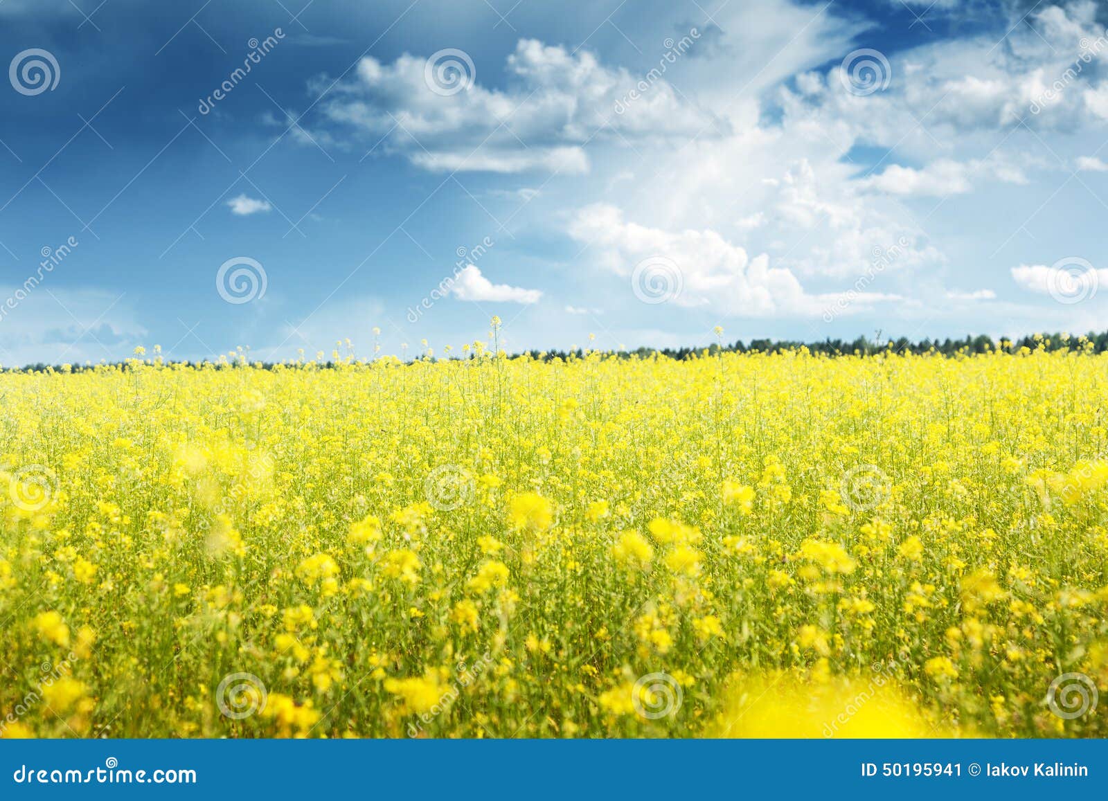 Field of rapeseed stock image. Image of mountain, farming - 50195941