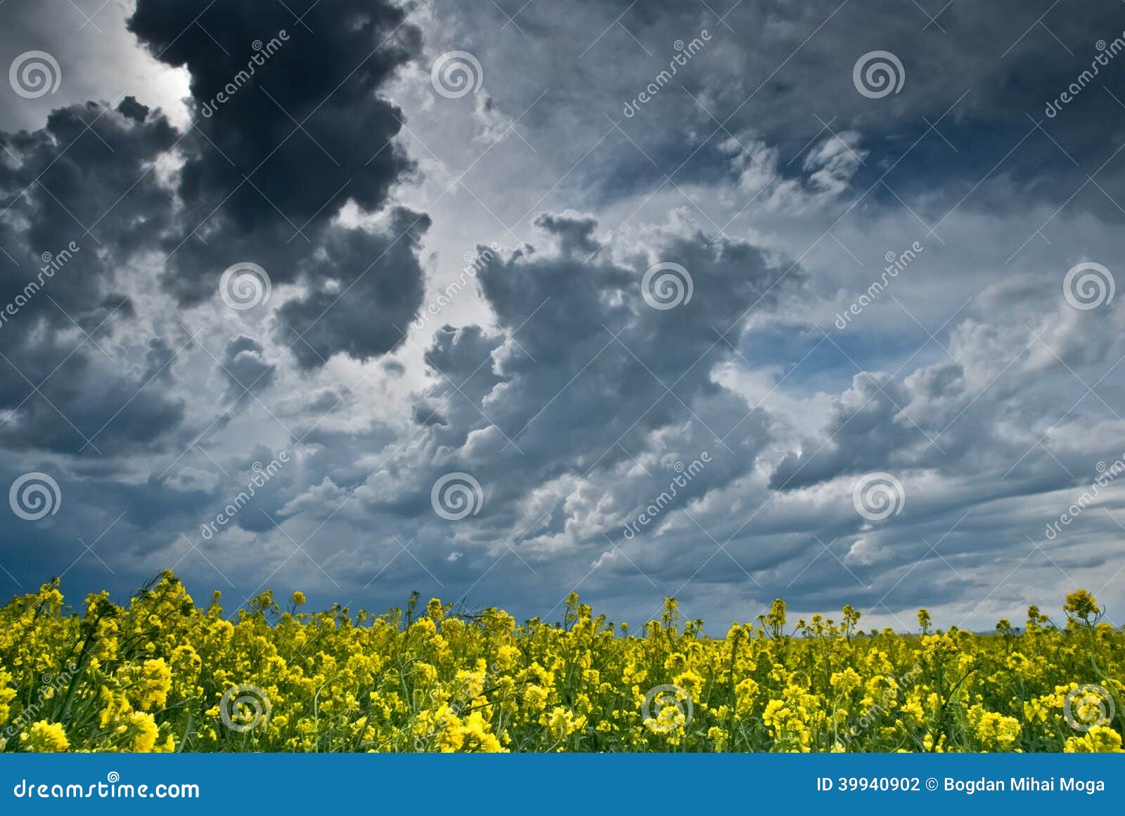 Field of Rapeseeds with a Big Stormy Sky Stock Photo - Image of ...