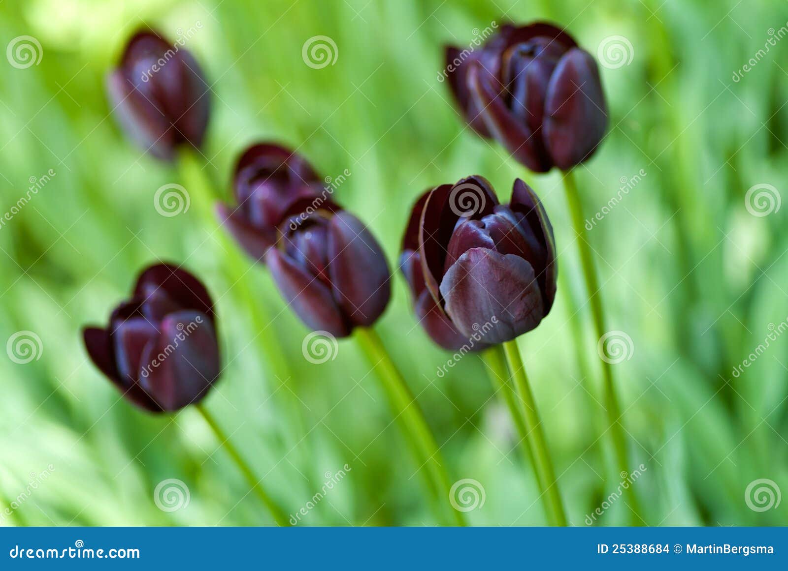 Field with Rare Black Tulips Stock Photo - Image of flora, dutch: 25388684