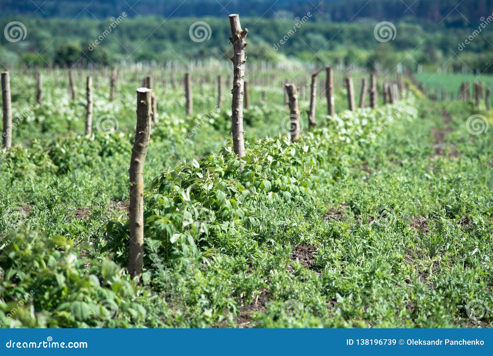 Field of Raspberries in Spring Stock Image - Image of agriculture ...