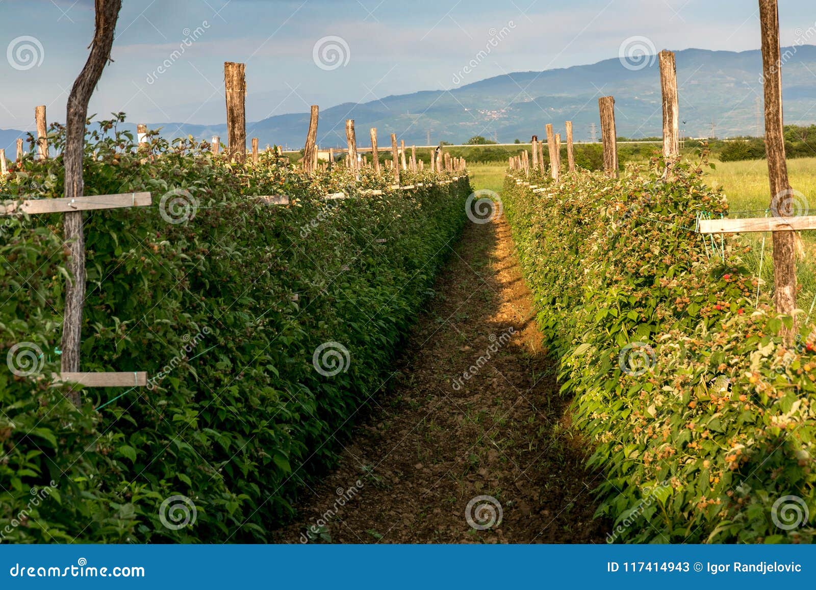 Field of Raspberry - Farm at the Begining of Summer Stock Image - Image ...