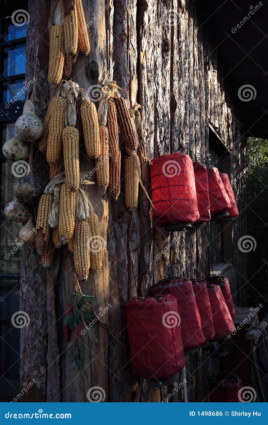 Field Rations stock photo. Image of harvest, plant, gourd - 1498686