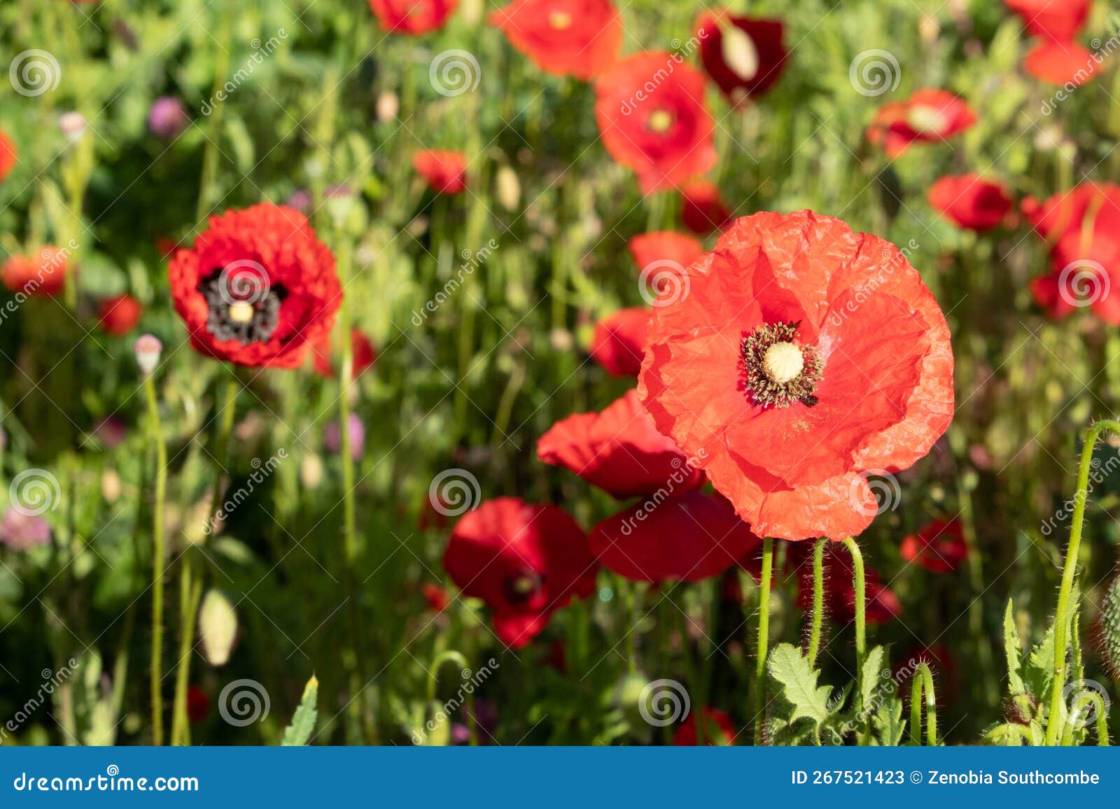 Field of Red ANZAC Poppies in Summer. Stock Image - Image of landscape ...