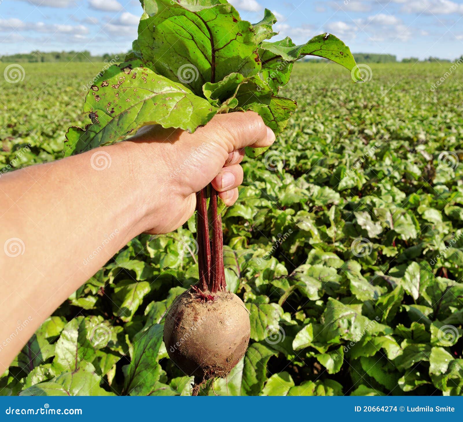 Field of a red beet. stock photo. Image of dark, crop - 20664274