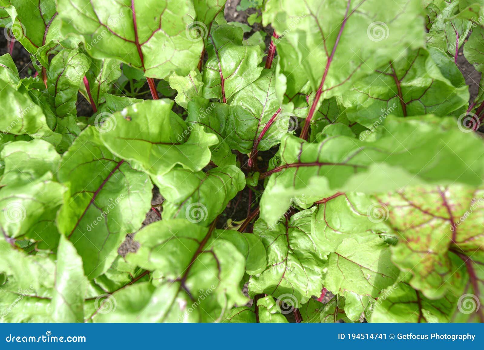 Field of the red beetroot stock image. Image of farm - 194514741