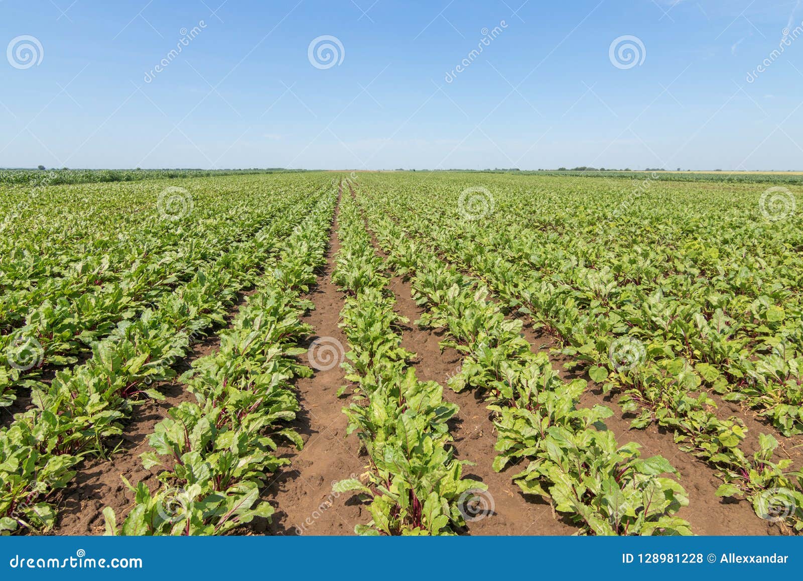 Field of the Red Beetroot. Young Green Beetroot Plants Stock Photo ...