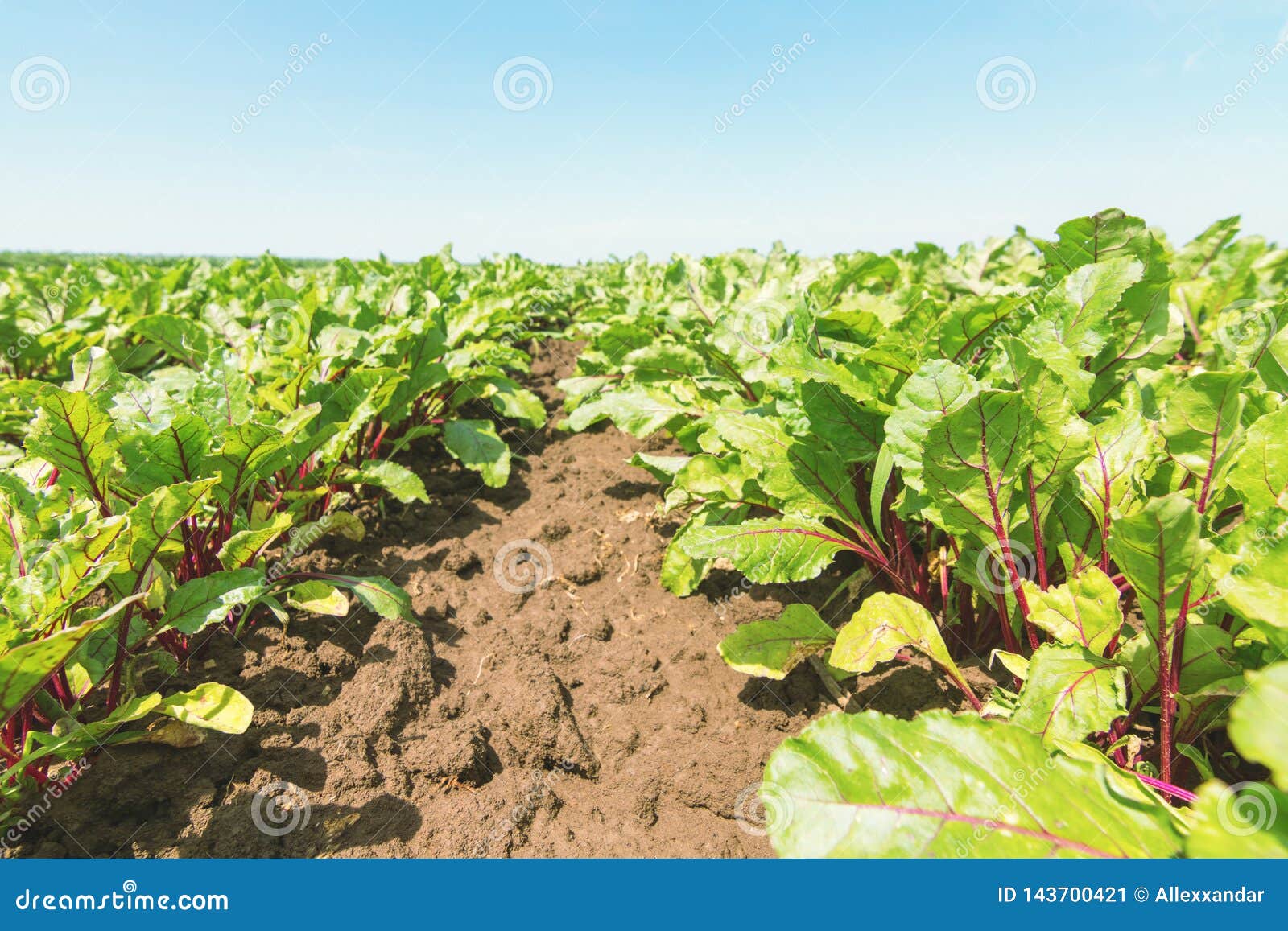 Field of the Red Beetroot. Young Green Beetroot Plants Stock Image ...