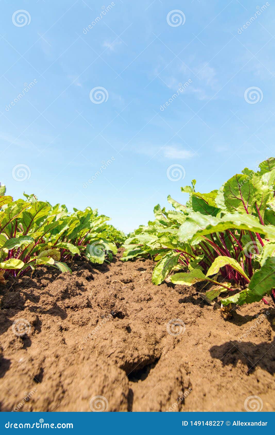 Field of the Red Beetroot. Young Green Beetroot Plants Stock Image ...