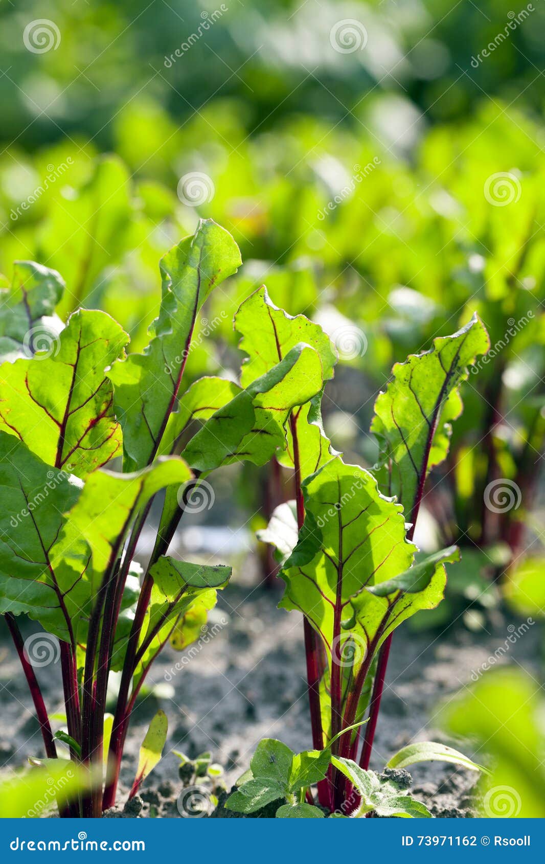 Field with red beetroot stock photo. Image of farm, field - 73971162