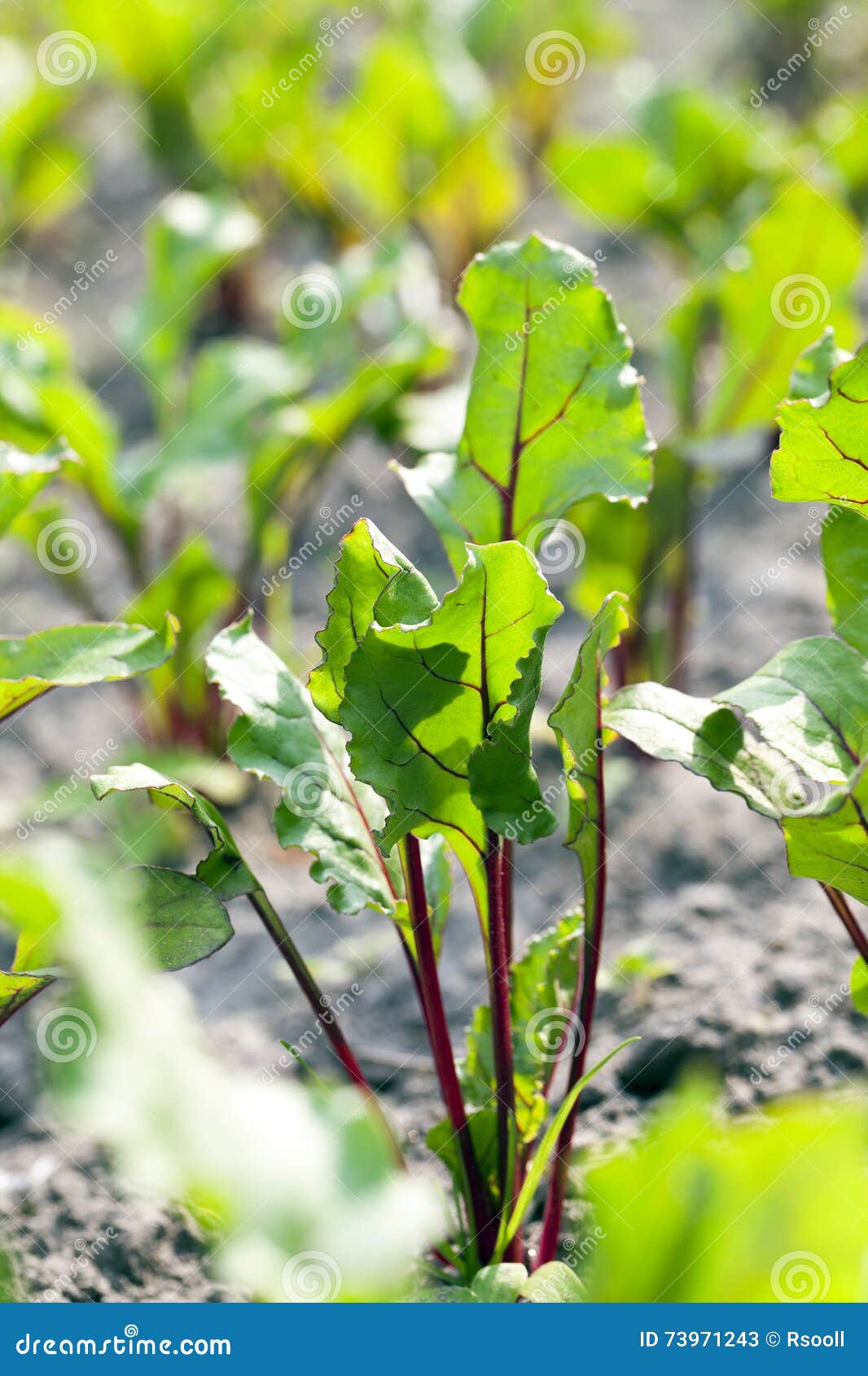Field with red beetroot stock image. Image of bright - 73971243